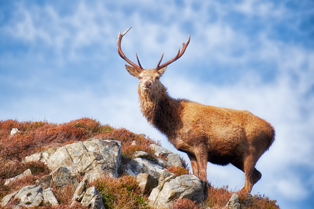 Brora Visitor :: Tourism, Accommodation NC500 and Brora Attractions